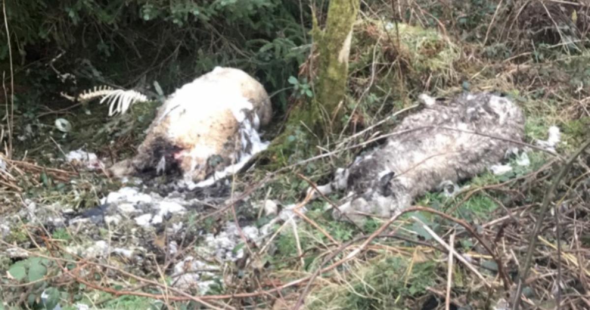 Decaying sheep corpses in gruesome 'graveyard' - Photo 1 of 1 - Alpha ...