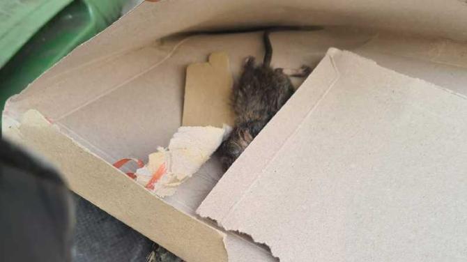 Ten rats killed throughout Mill Street area in past six months - Photo ...